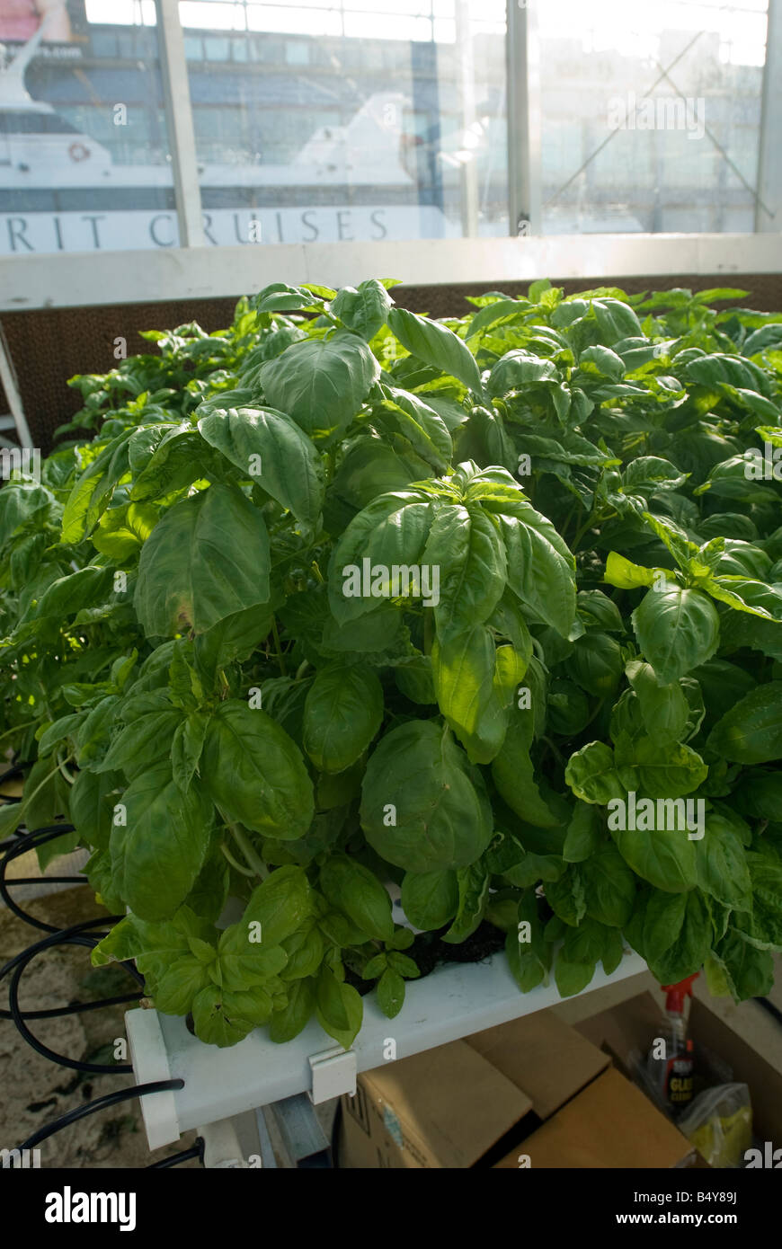 Hydroponic farming of basil is seen on the the Science Barge a ...