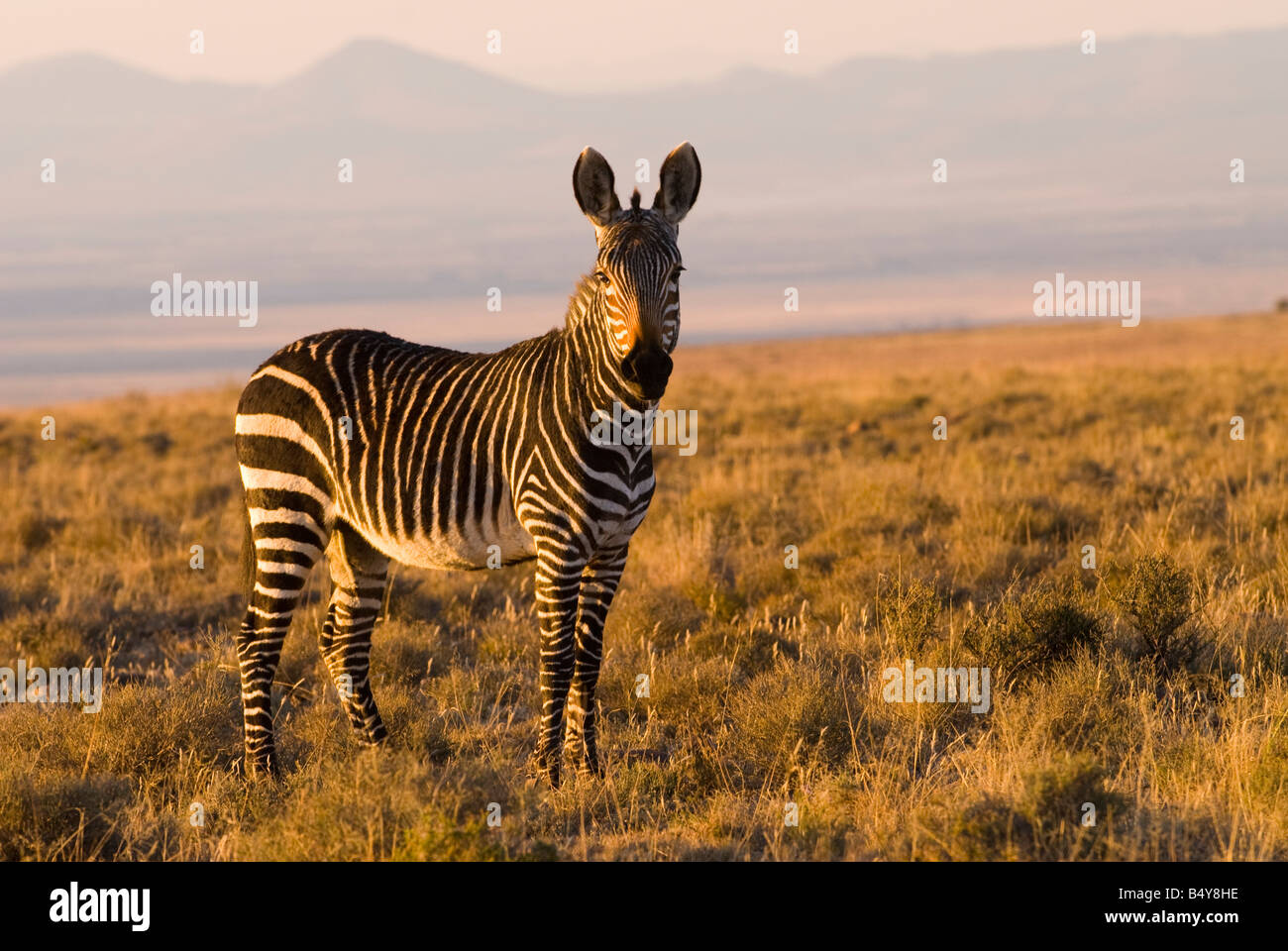 Zebra, Mountain Zebra national park, Eastern Cape, South Africa Stock ...