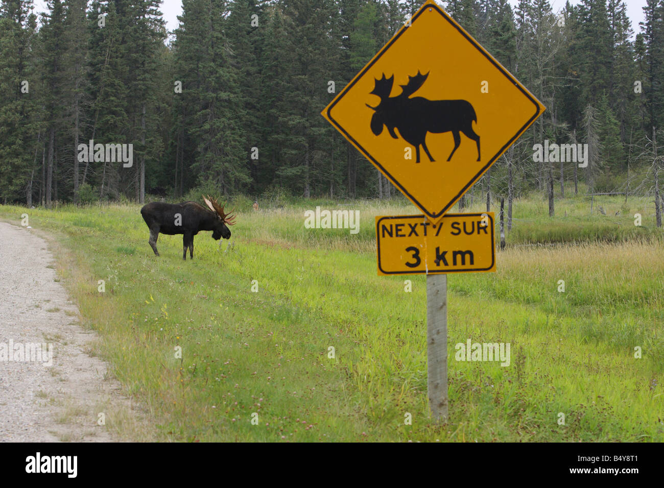 Moose warning sign fall hi-res stock photography and images - Alamy