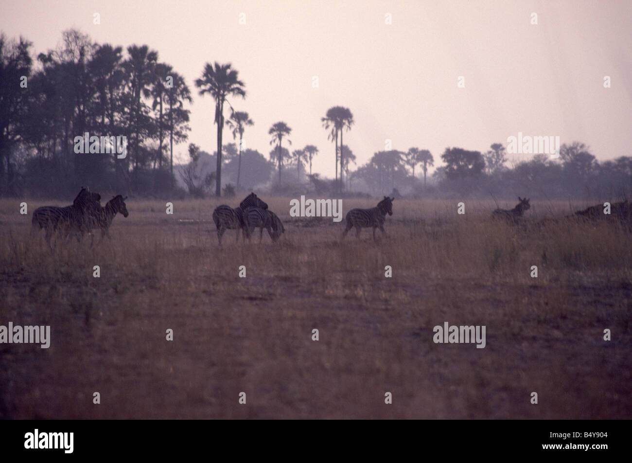 a group of zebras frolics and plays in the late afternoon cool in the ...
