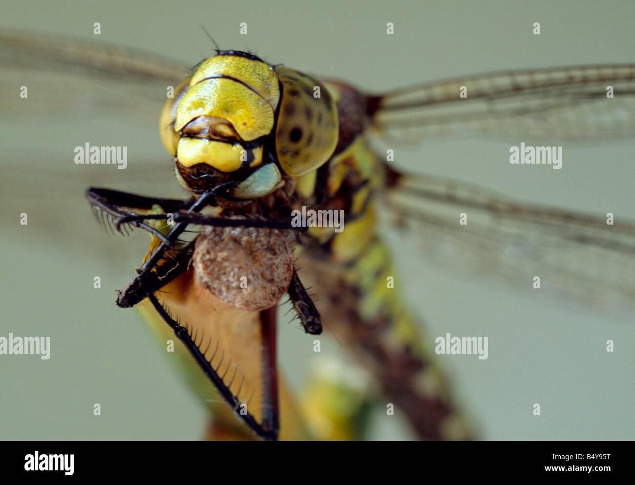 Southern hawker Dragonfly, Aeshna cyanea, female. Kent, Southern ...