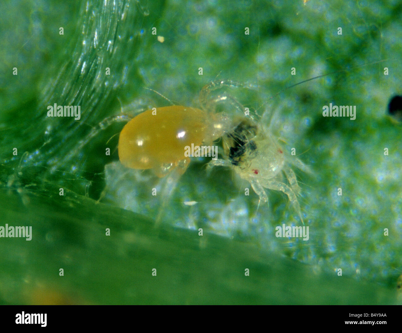 Predatory mite hi-res stock photography and images - Alamy