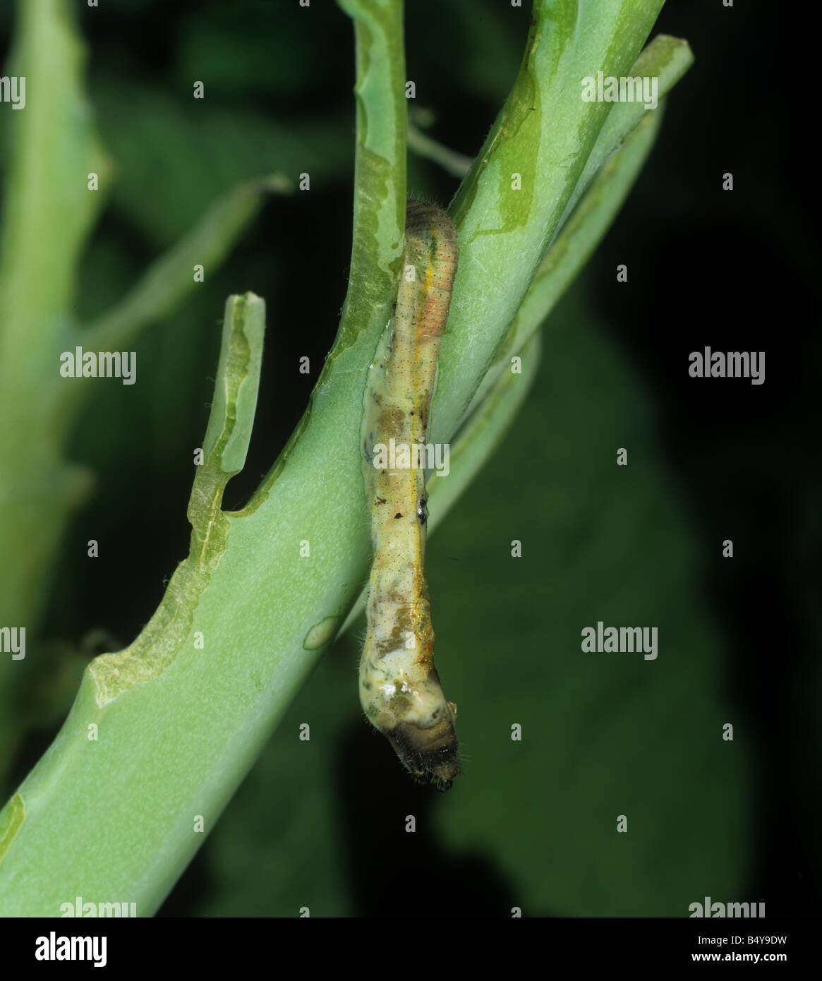 PrGV Pieris rapae granulovirus dead infected small white butterfly ...