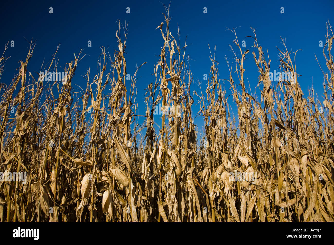 Tops of corn High Resolution Stock Photography and Images - Alamy