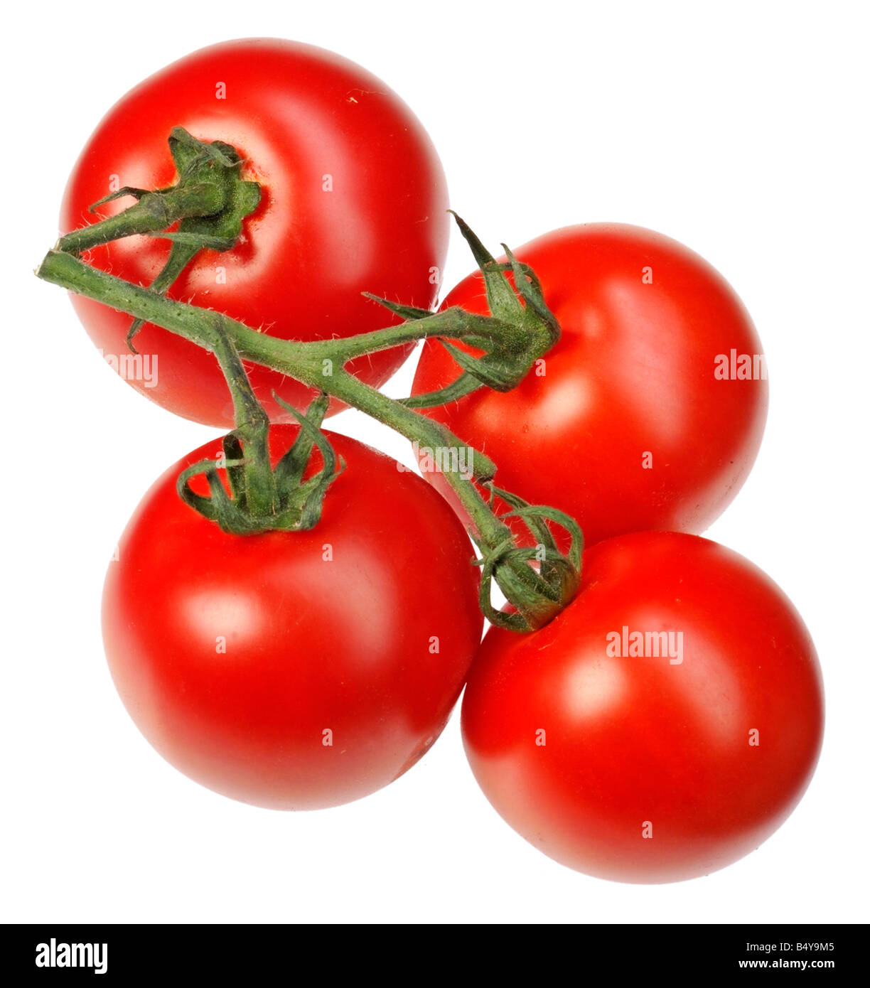 VINE RIPENED TOMATOES CUT OUT Stock Photo - Alamy