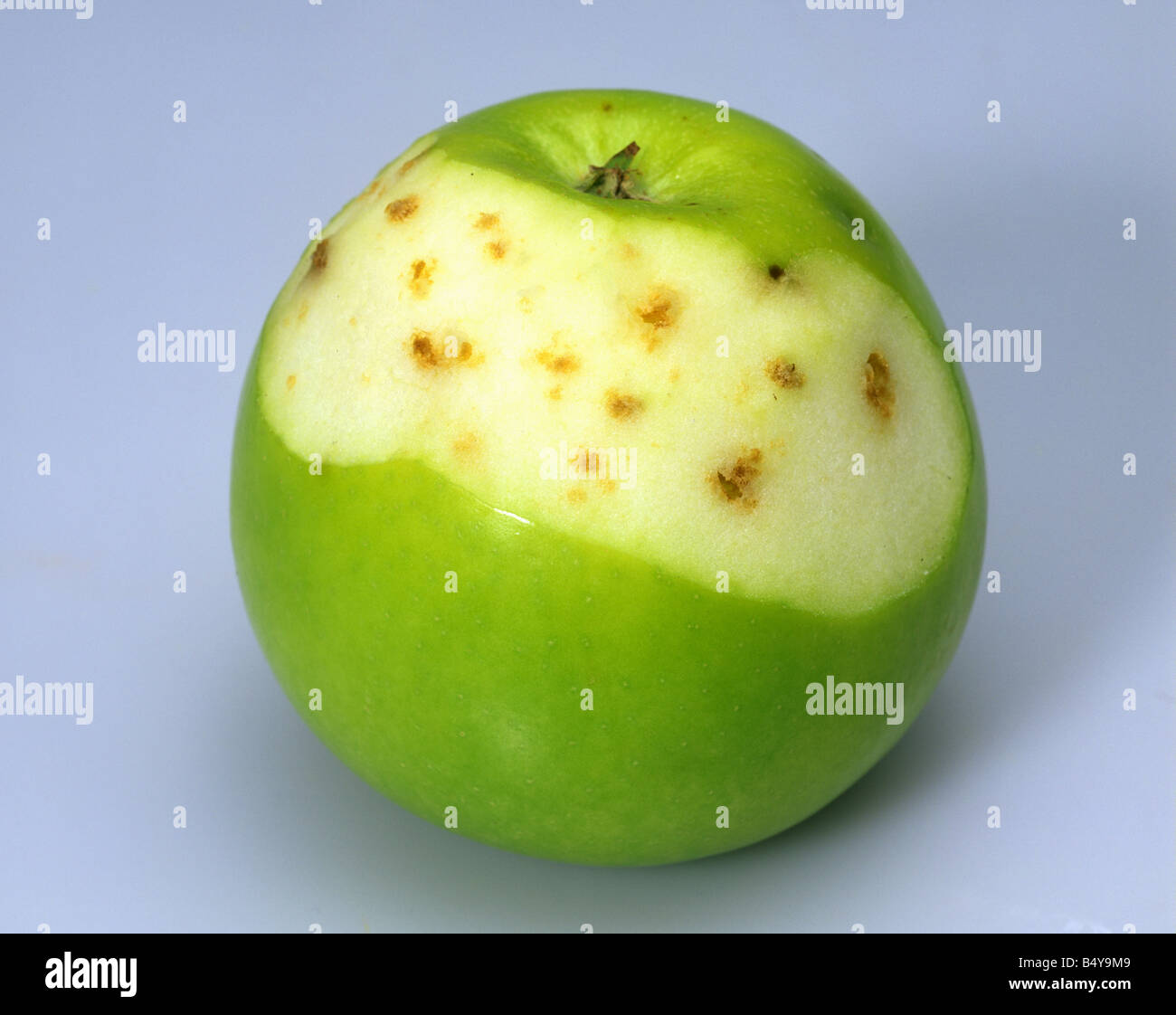 Partly peeled apple showing bitter pit a symptom of calcium deficiency ...