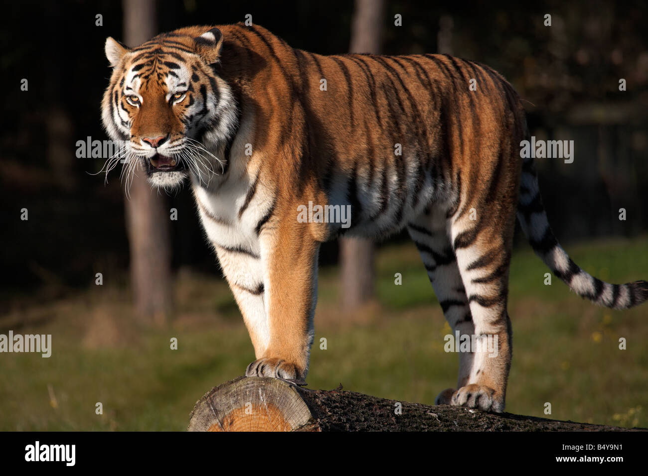 Tiger standing hi-res stock photography and images - Alamy