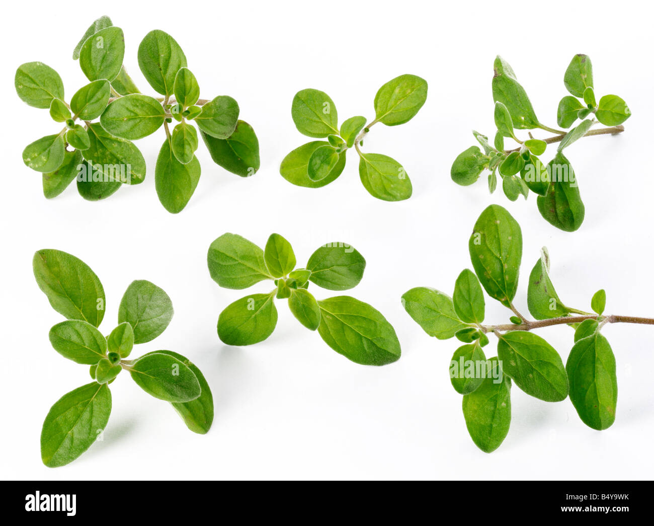 Oregano sprigs hi-res stock photography and images - Alamy