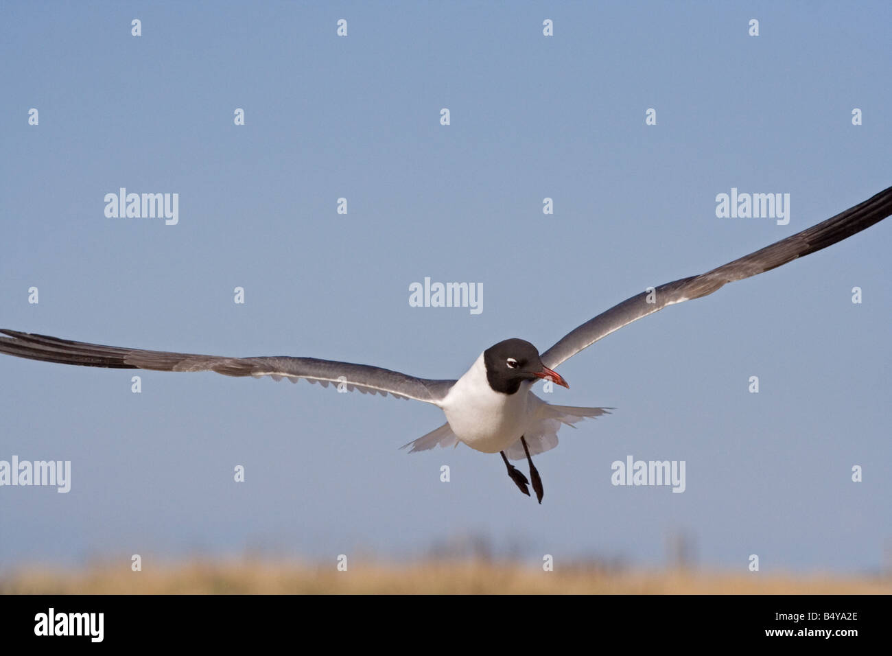Flying Laughing gull Stock Photo - Alamy