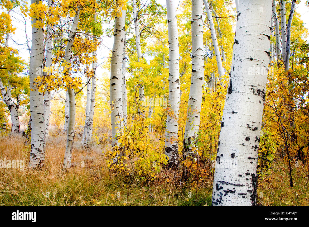 Aspen trees inyo national forest hi-res stock photography and images ...