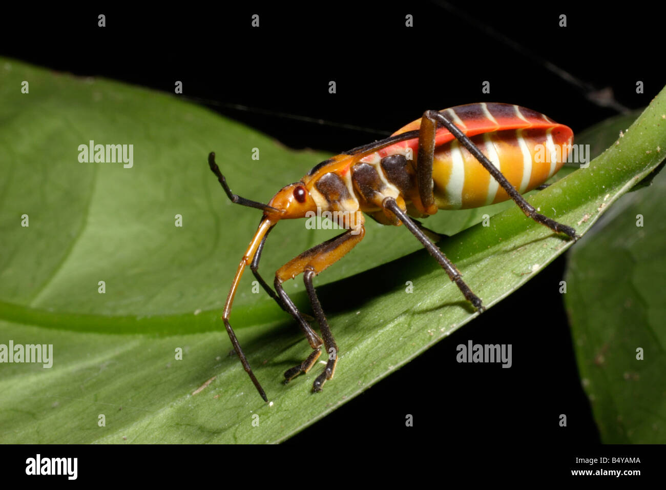 Giant stainer bug nymph Callibaphus longirostris Pyrrhocoridae ...