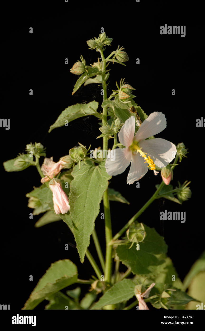 Seashore Mallow Saltmarsh Mallow kosteletzkya virginica Stock Photo - Alamy