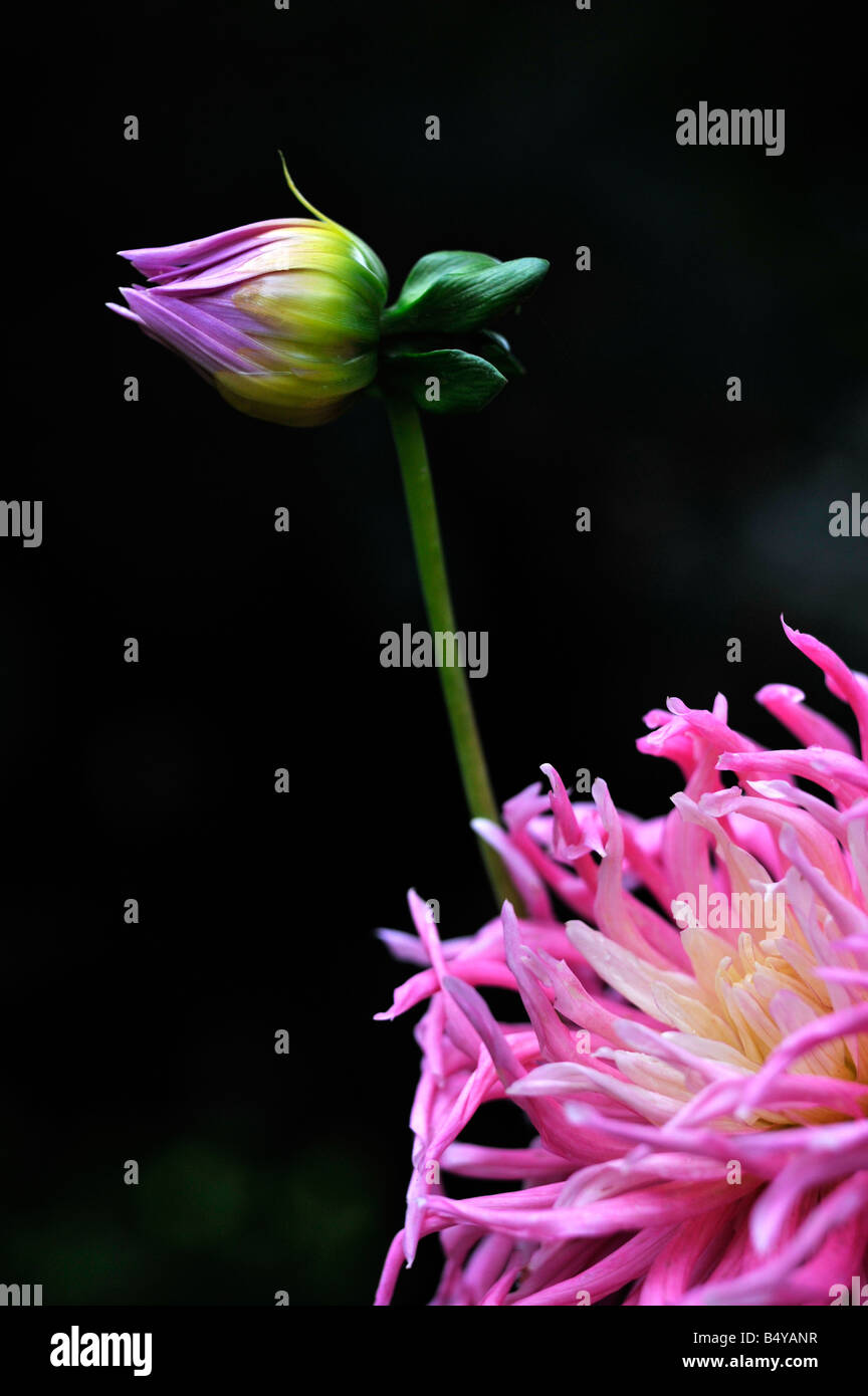chrisanthemum bloom and bud juxtaposed to resemble chicken Stock Photo ...