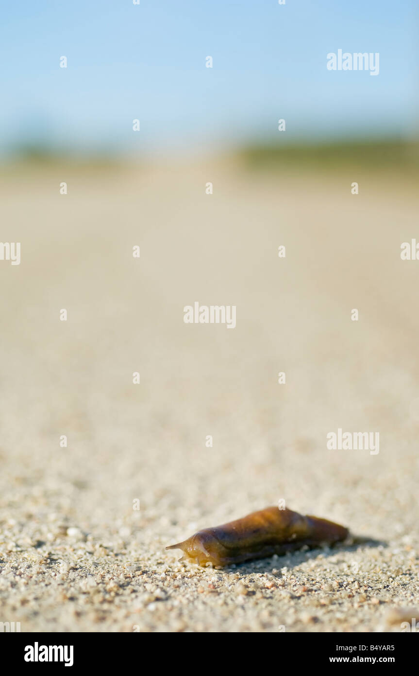 Slug sluggish slow head hi-res stock photography and images - Alamy