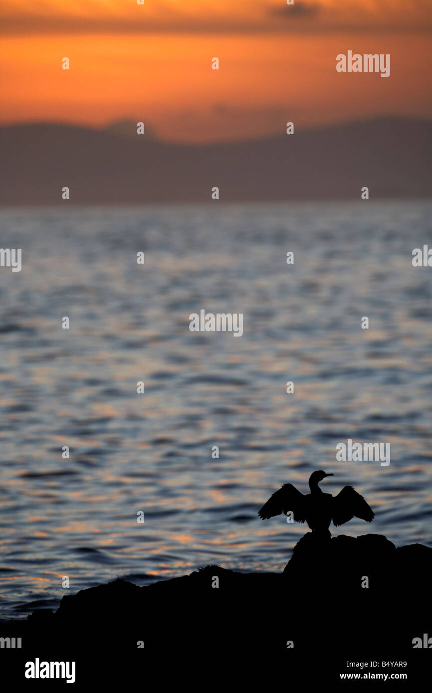 Derry londonderry bird hi-res stock photography and images - Alamy