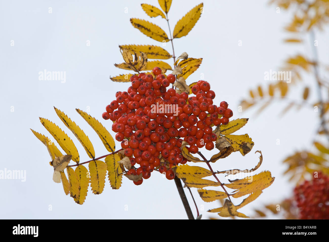 rowan tree berries end of autumn Kvaløya island troms northern arctic ...