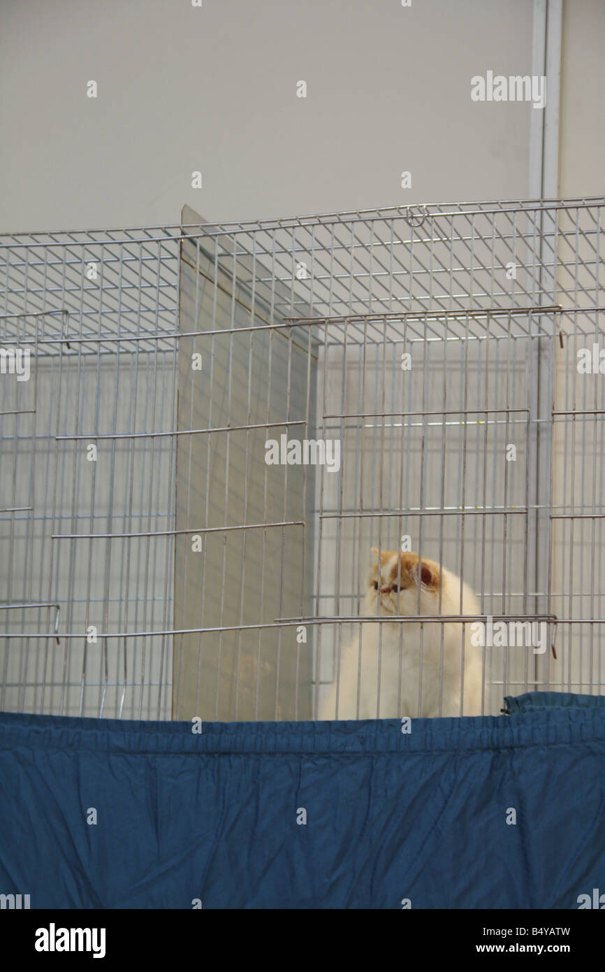 one cute cat in cage at cat show in rome Stock Photo - Alamy