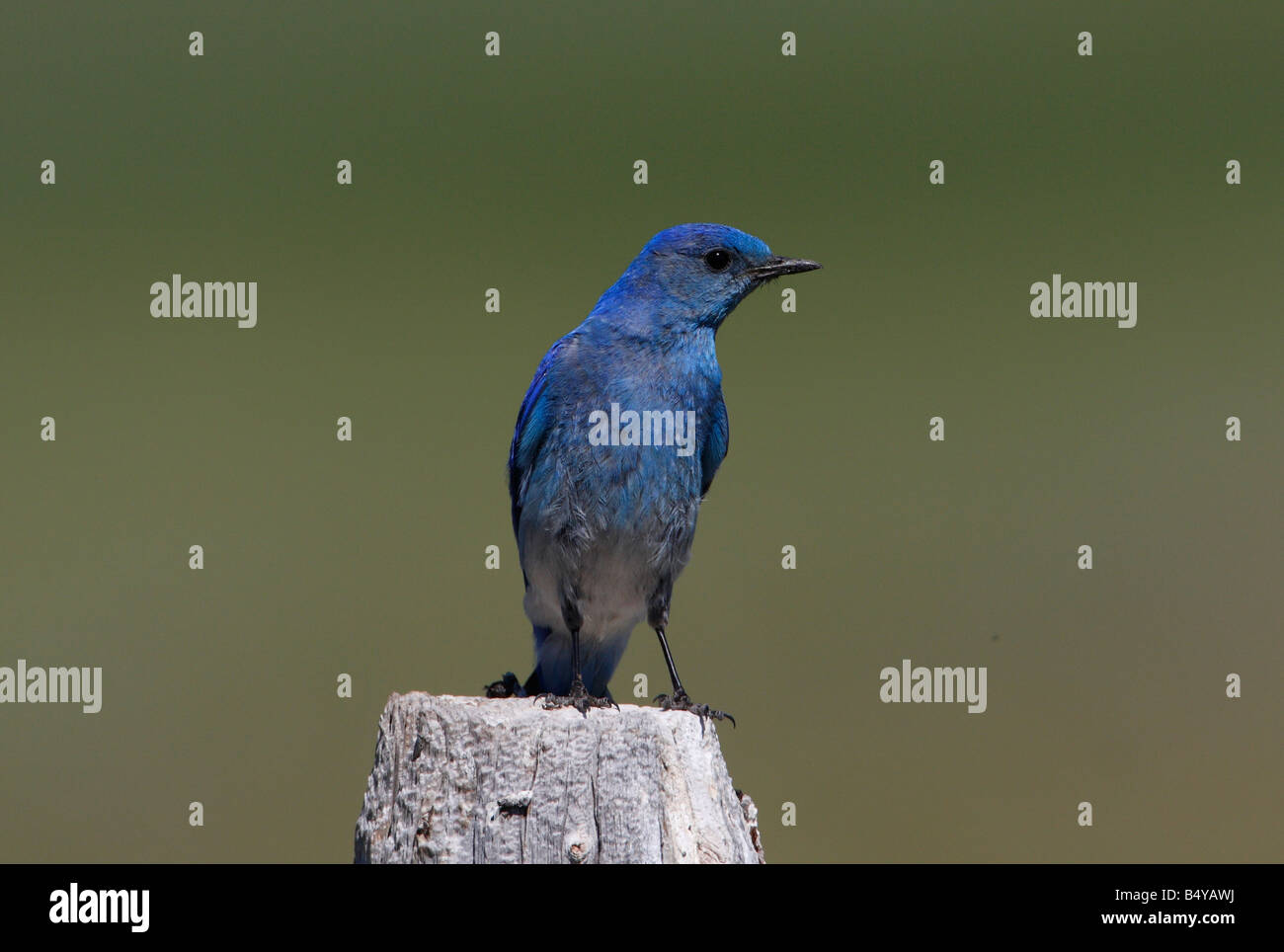 Mountain Bluebird Sialia currucoides sitting on a fence post in the Red ...