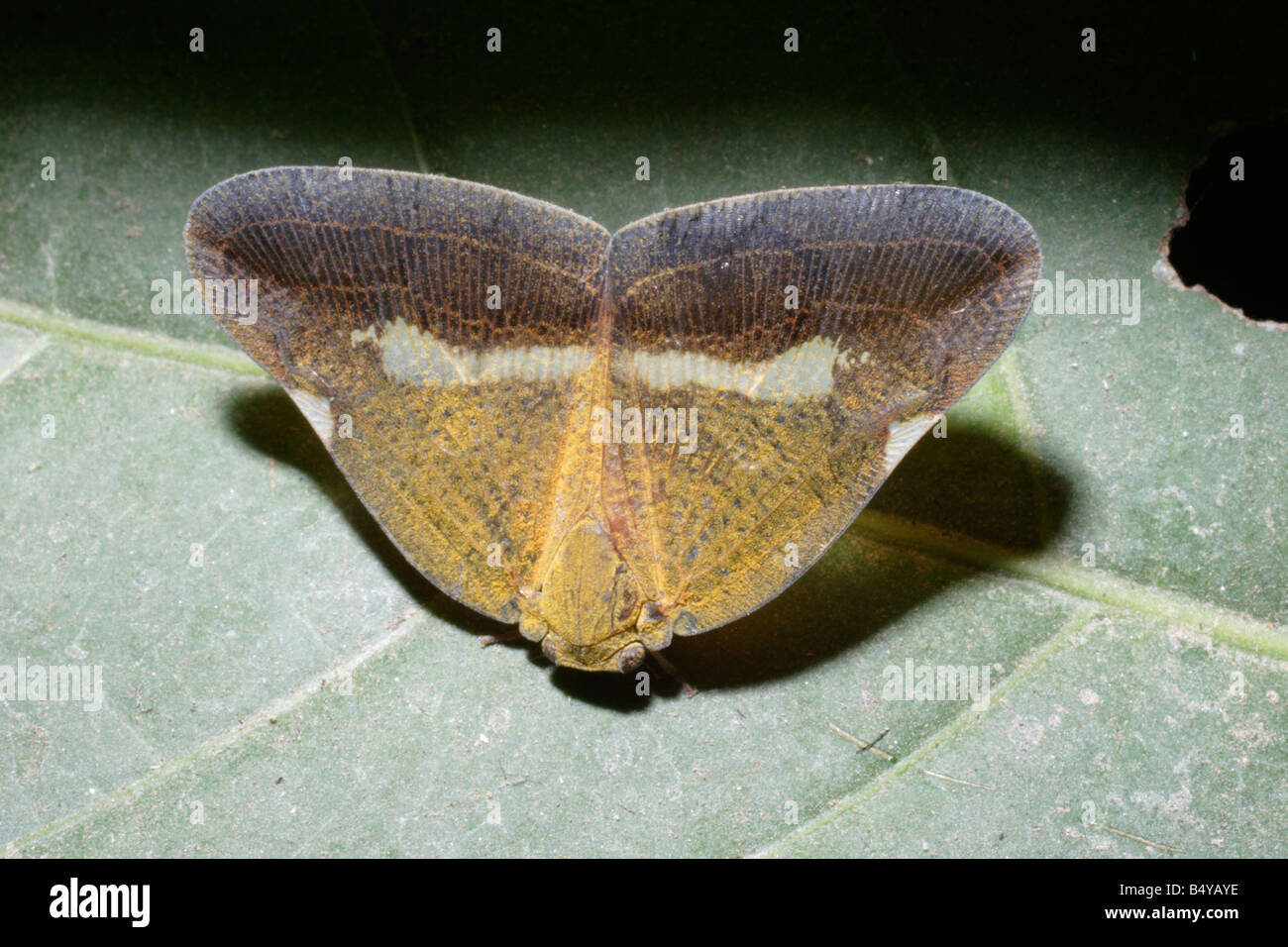 Pochazia fasciata hi-res stock photography and images - Alamy