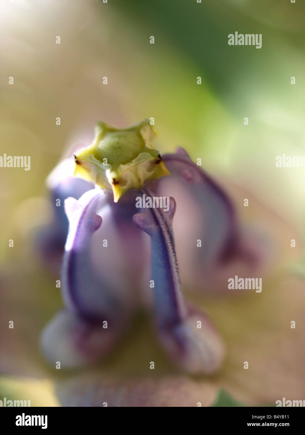 Crown flower , Indian Milkweed ; Pua kalaunu Stock Photo - Alamy