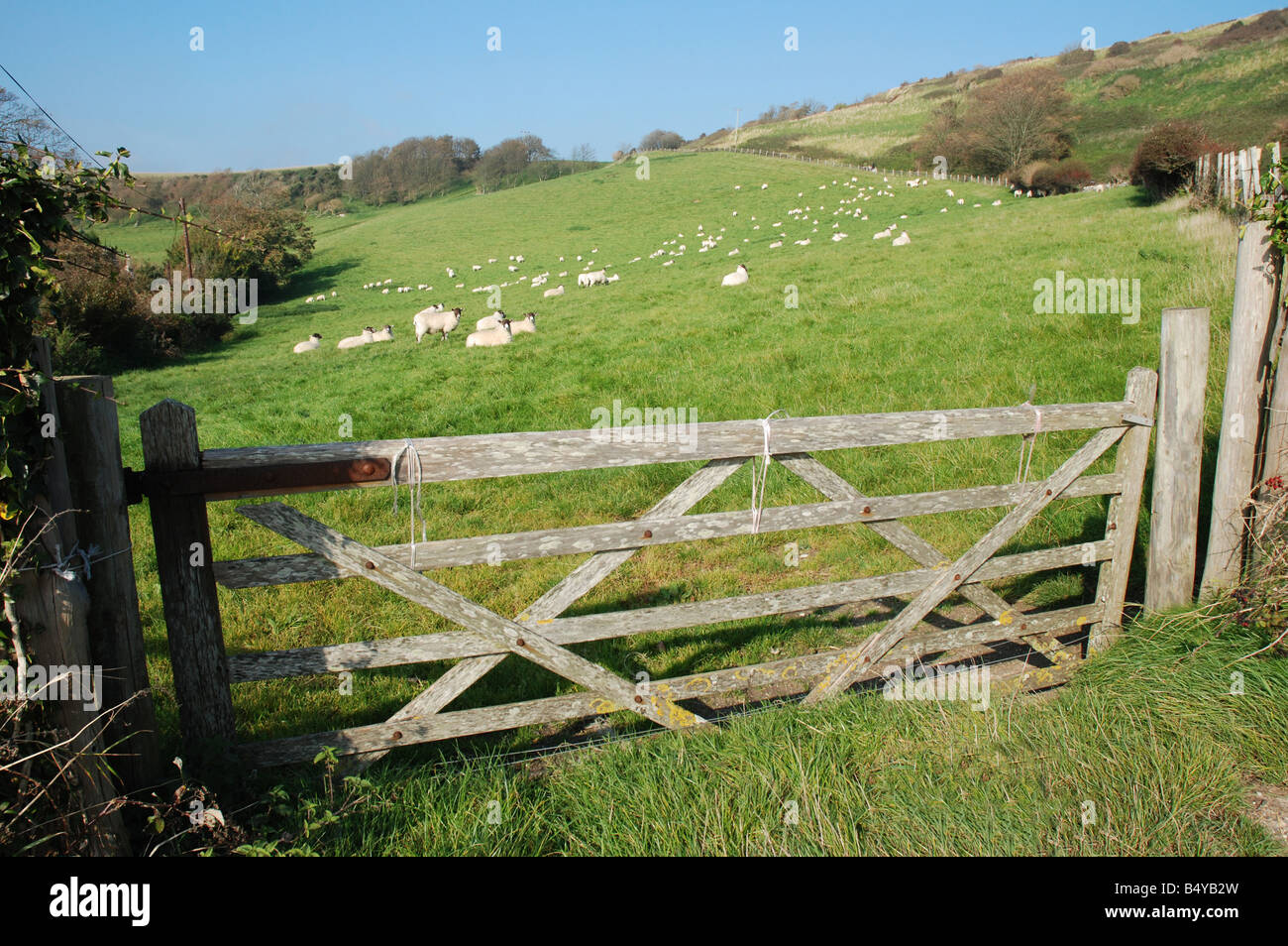 Field of sheep Stock Photo - Alamy
