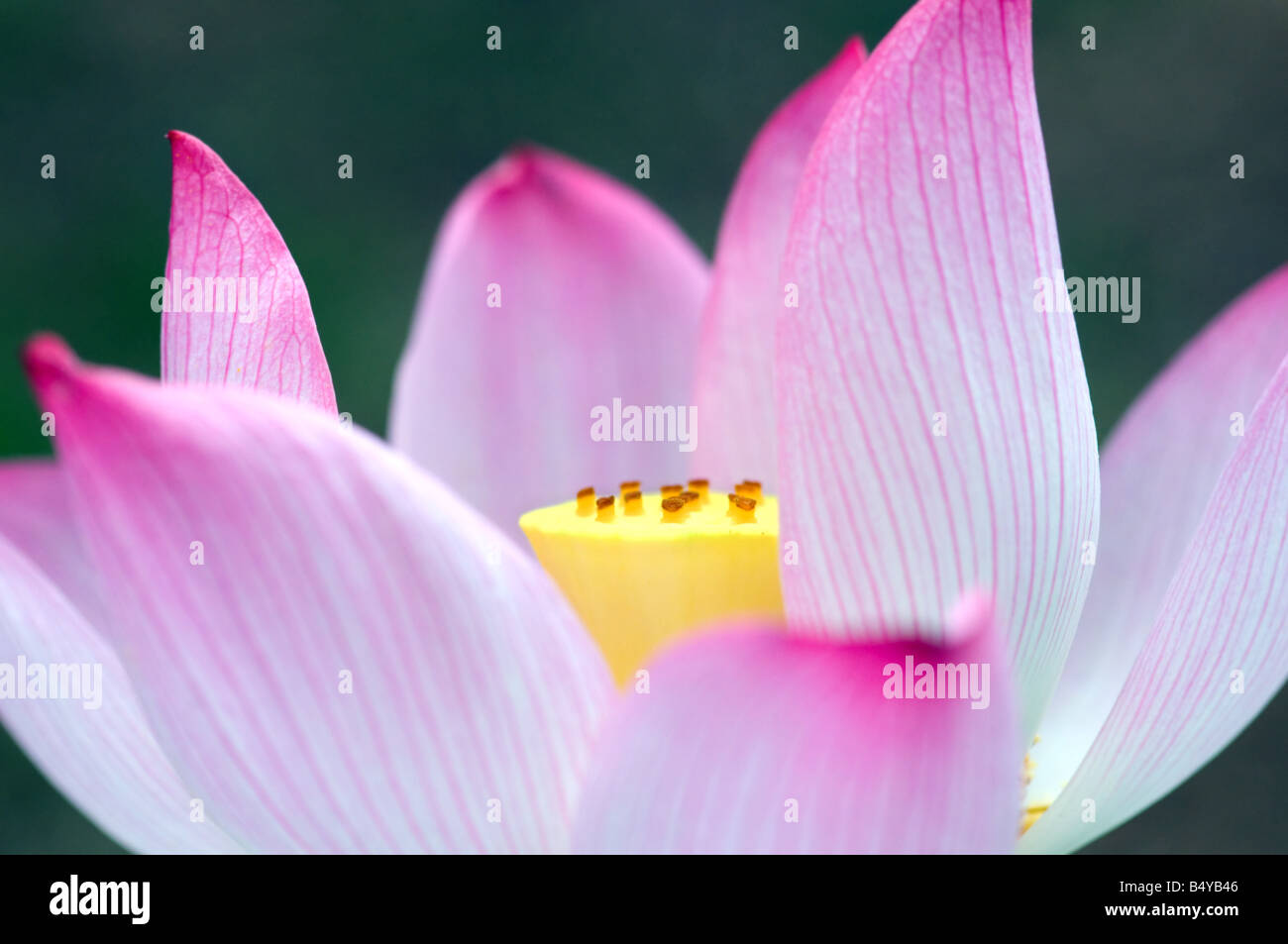 The close up view of lotus flower Stock Photo - Alamy