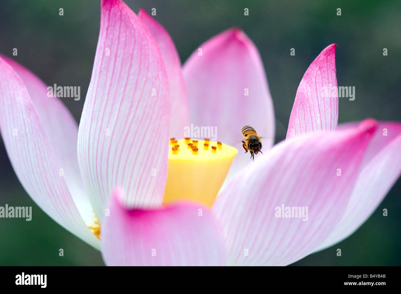 A blooming lotus flower and a bee Stock Photo - Alamy