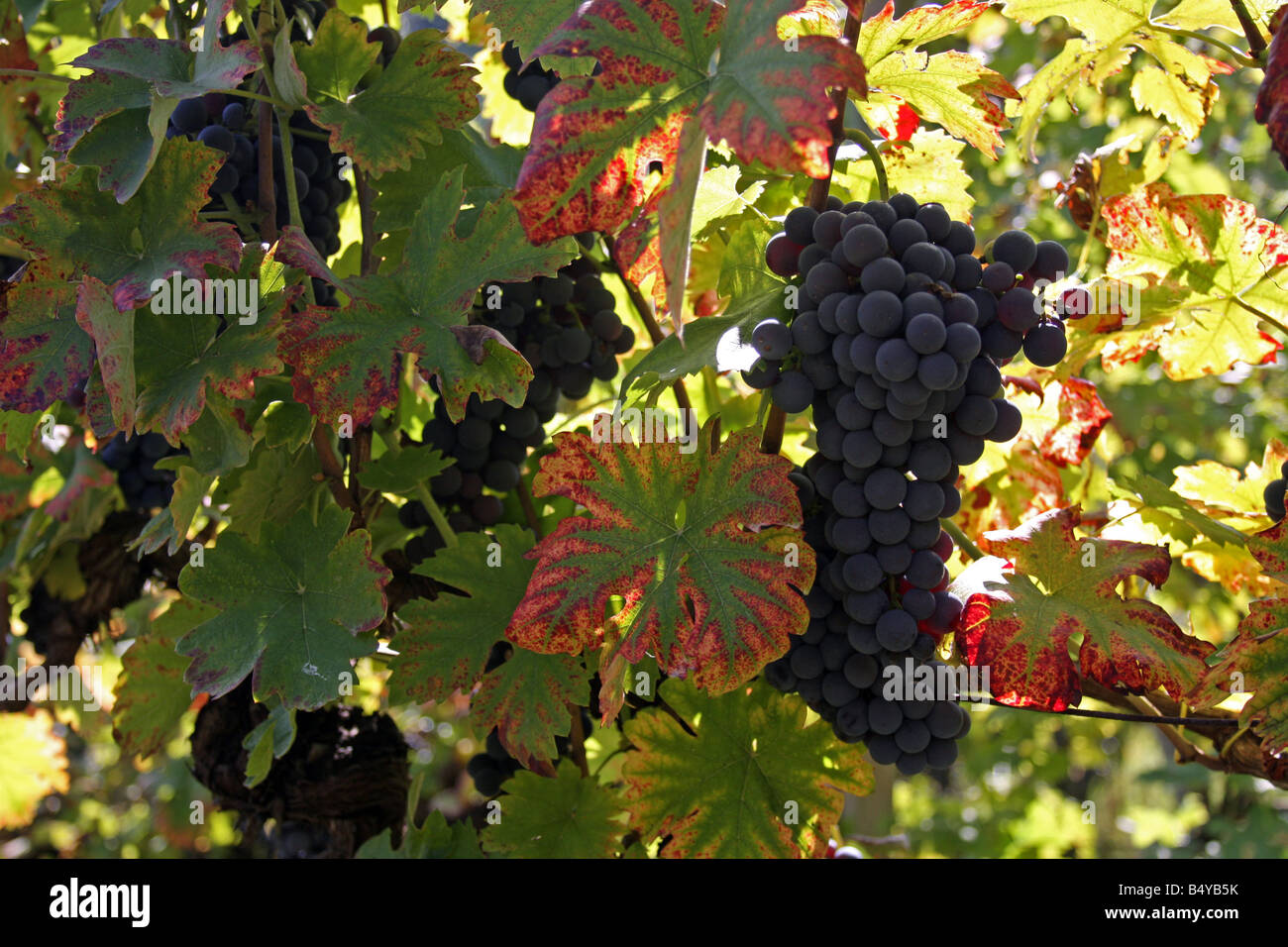 Cluster of grapes in the autumn vineyard Stock Photo - Alamy