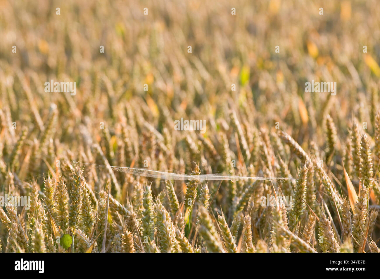 Spider web in corn field Stock Photo - Alamy
