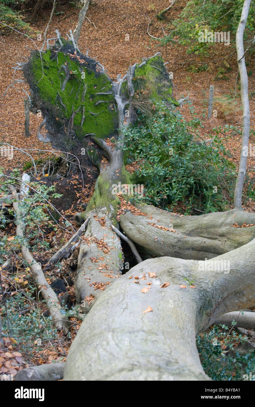 Dead fallen tree hi-res stock photography and images - Alamy