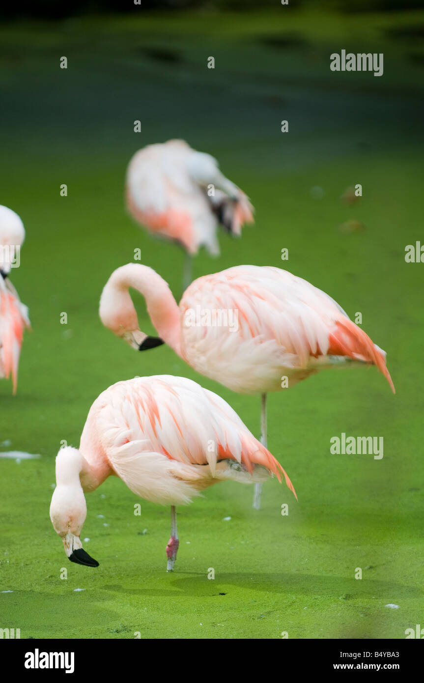 Phoeniccopterus chilensis hi-res stock photography and images - Alamy