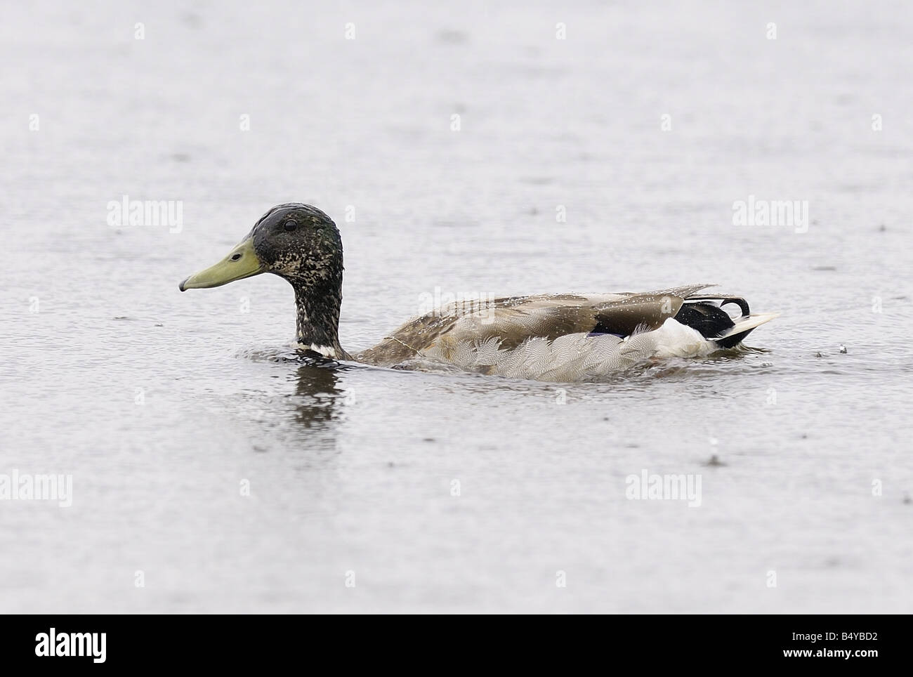 A Mallard (Drake) swimming Stock Photo - Alamy