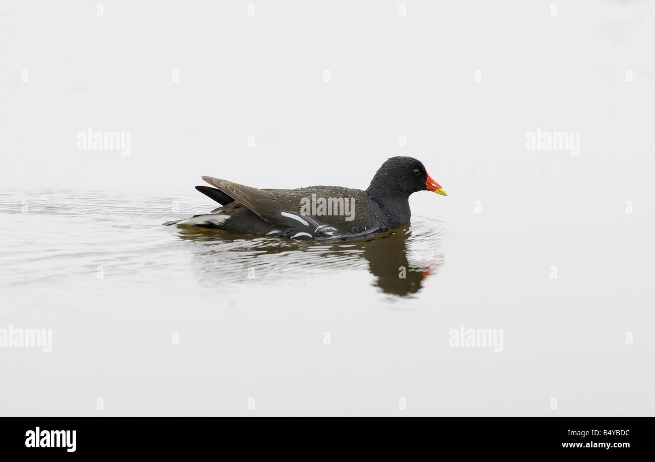 A Moorhen swimming Stock Photo - Alamy