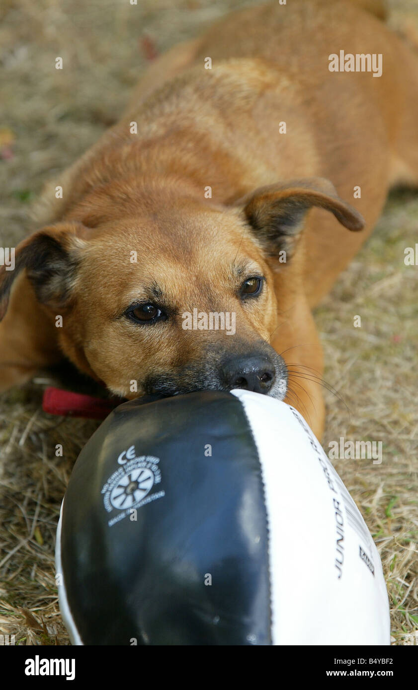 Dog rugby hi-res stock photography and images - Alamy
