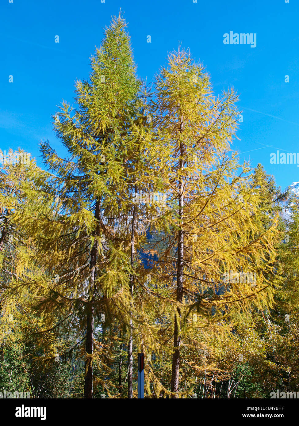 Larch tree autumn hi-res stock photography and images - Alamy