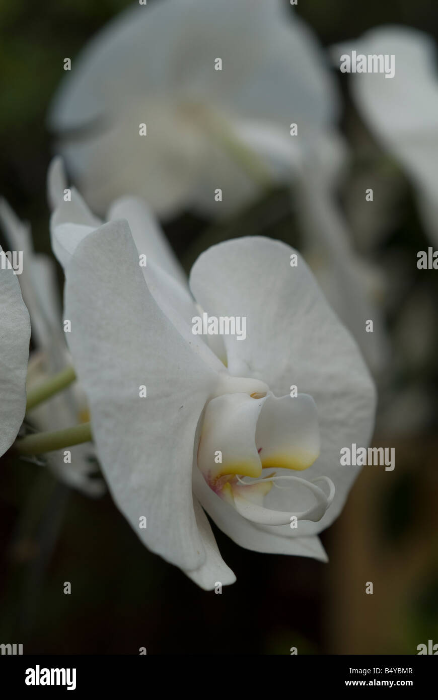 One of the popular flower at Indonesia and become one of Indonesian ...