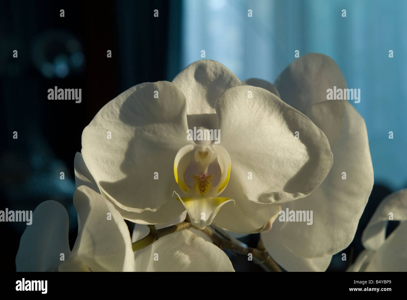 One of the popular flower at Indonesia and become one of Indonesian ...