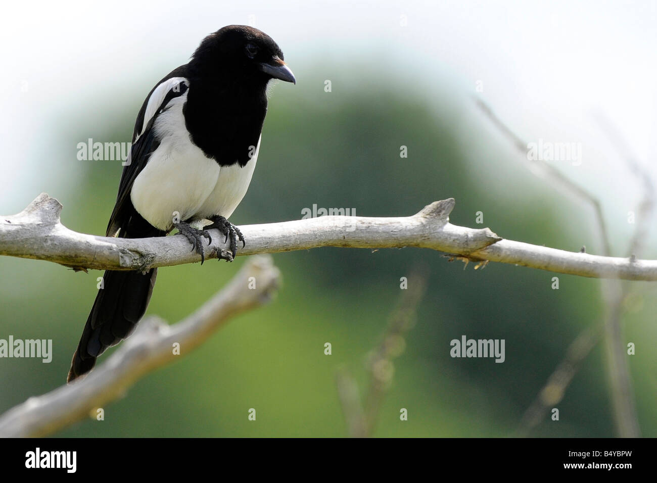 Family european magpie england uk europe twig bird black white hi-res ...