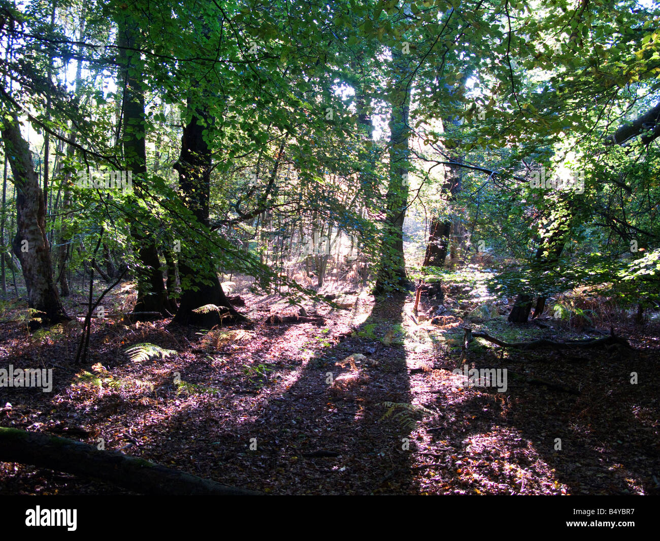 Epping forest hi-res stock photography and images - Alamy