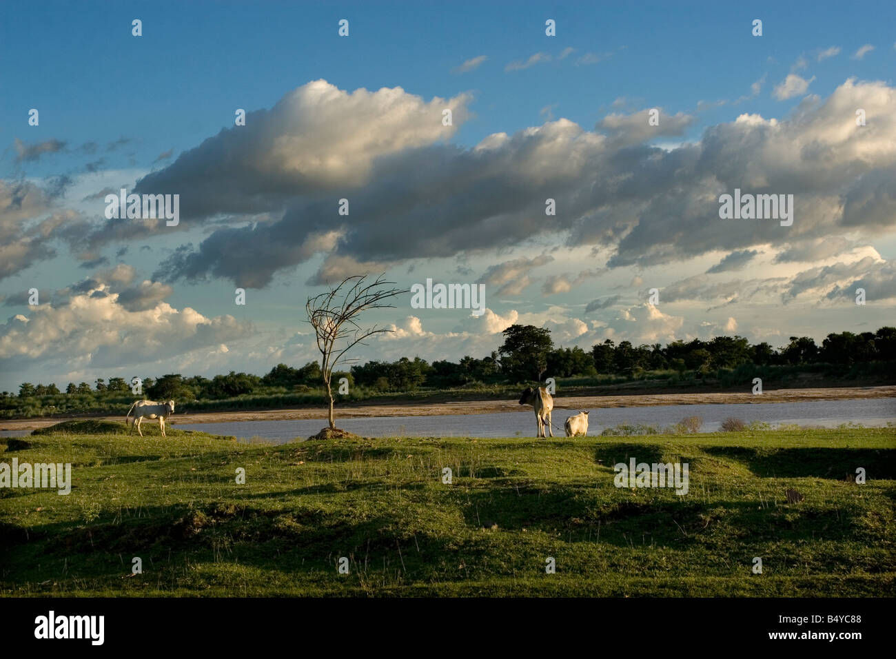 A typical landscape of rural bengal,India Stock Photo - Alamy