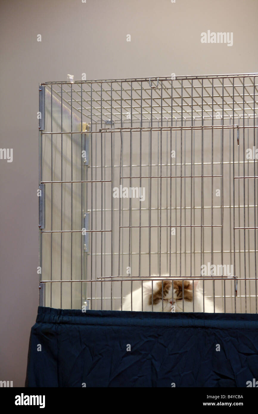 cute tired cat sleeping in cage at cat show in rome Stock Photo - Alamy