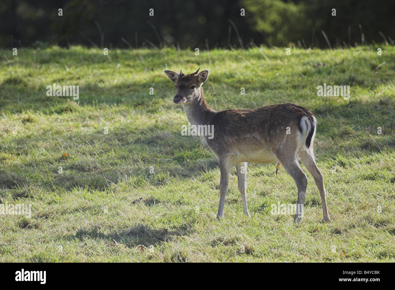 Fallow deer tail hi-res stock photography and images - Alamy