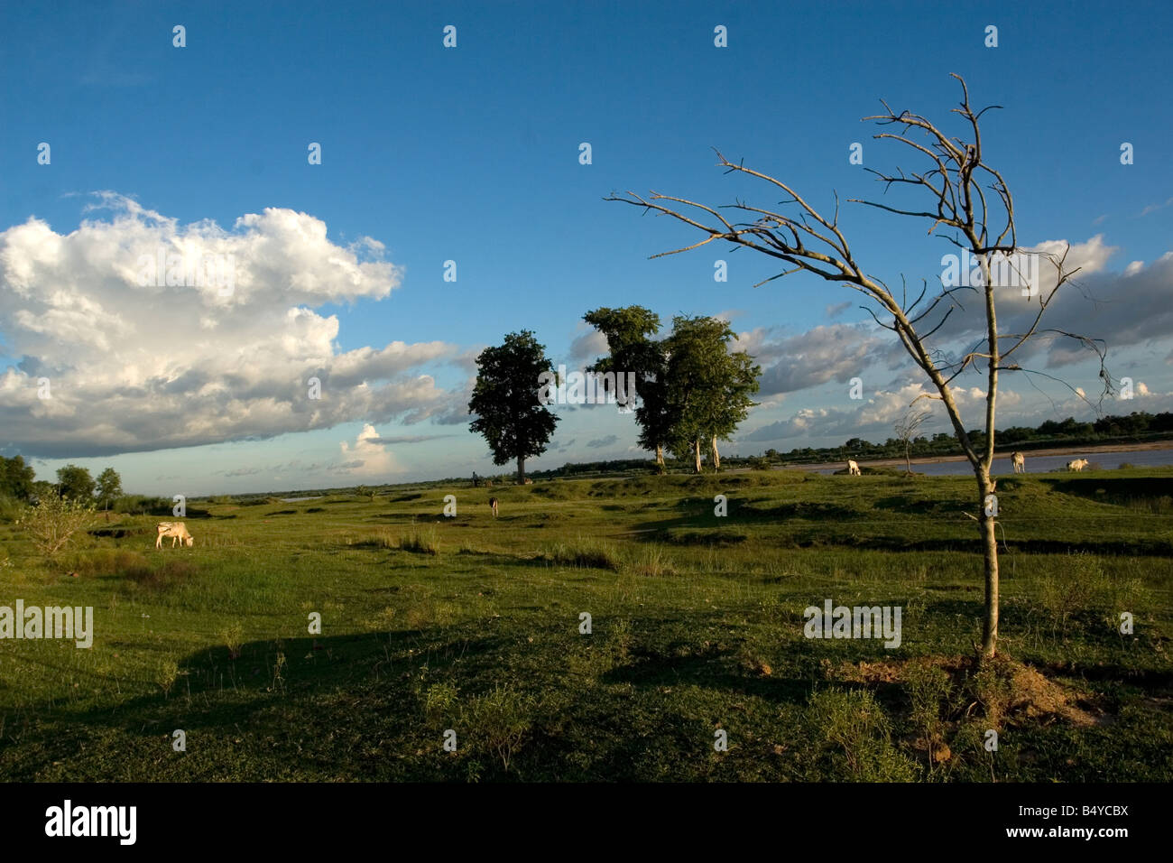 A typical landscape of rural bengal,India Stock Photo - Alamy