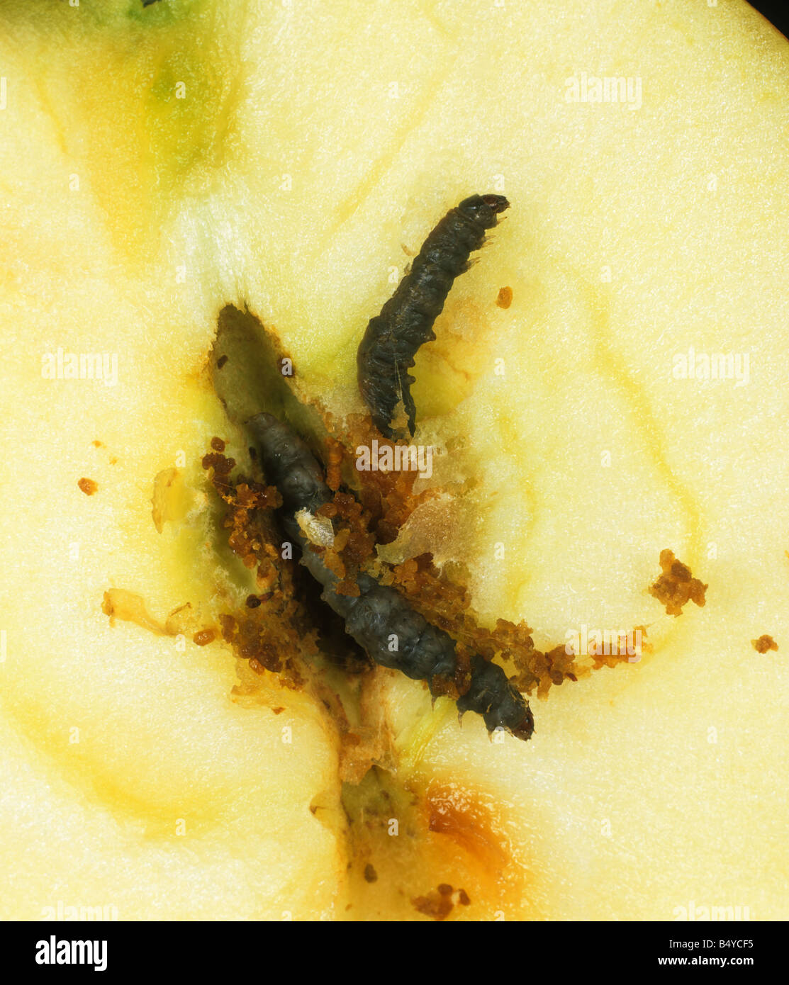 Codling moth Cydia pomonella killed by CpGV mexican Stock Photo - Alamy