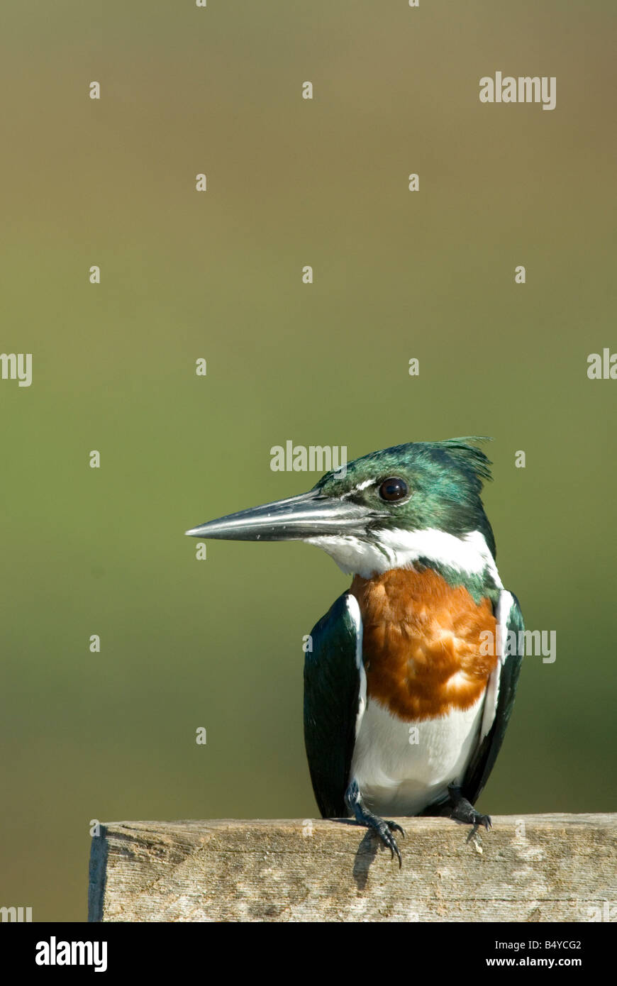 Amazon kingfisher hi-res stock photography and images - Alamy