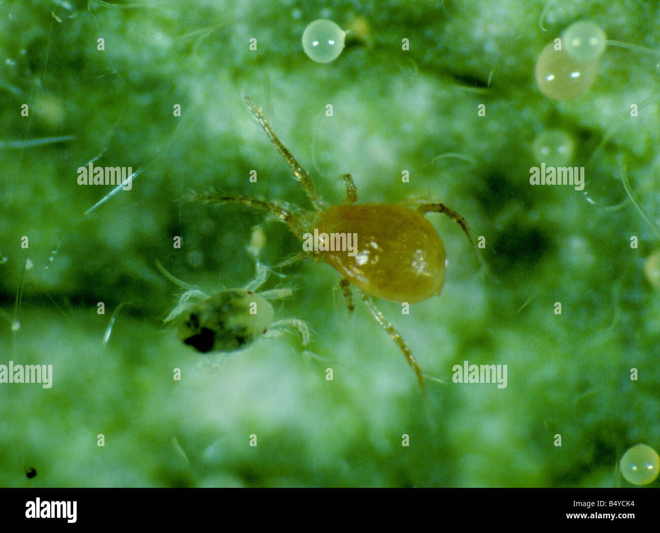 Predatory mite hi-res stock photography and images - Alamy