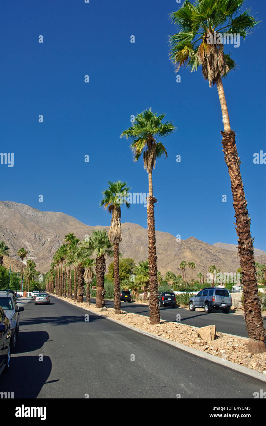 Native california palm trees hi-res stock photography and images - Alamy