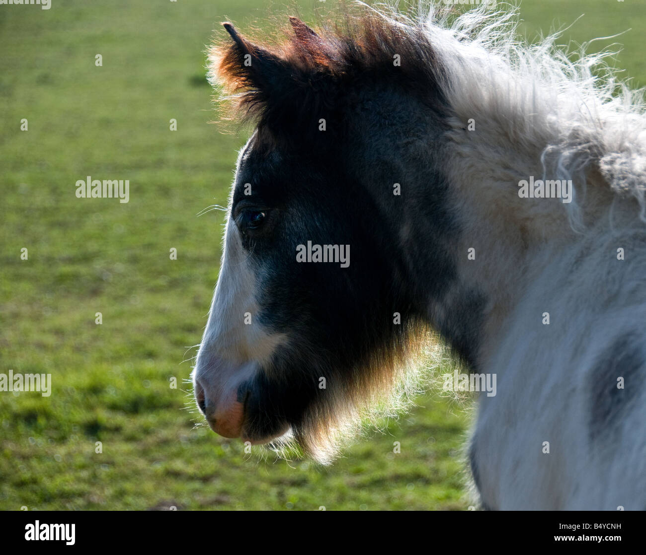 A pony in a field Stock Photo - Alamy