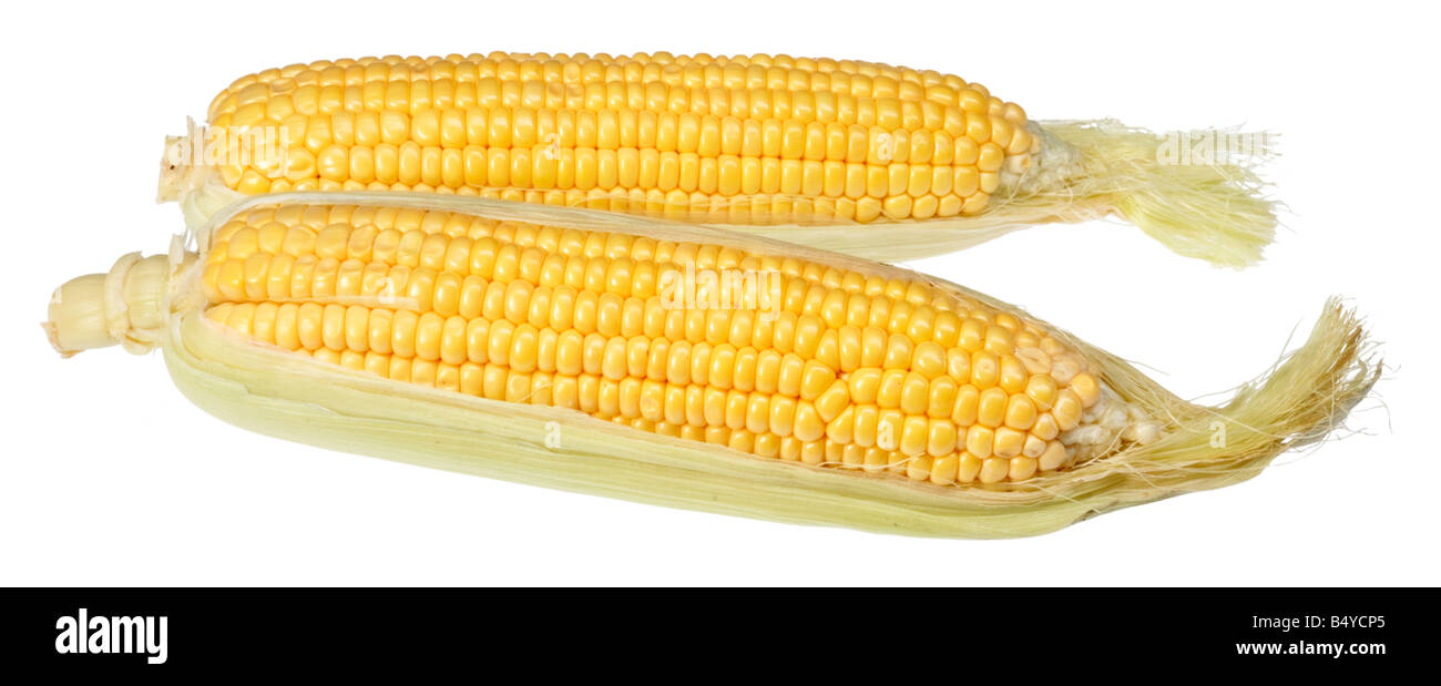 TWO EARS OF SWEET CORN Stock Photo - Alamy