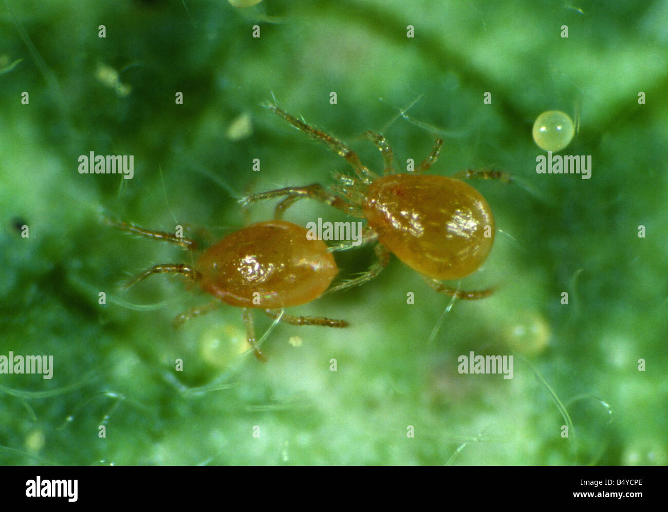 Phytoseiulus persimilis, hi-res stock photography and images - Alamy